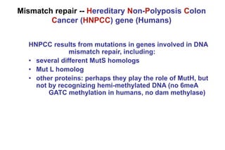 DNA damage and repair systems | PPT