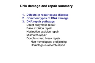 DNA damage and repair systems | PPT