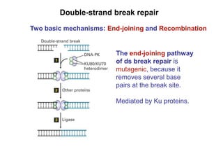 DNA damage and repair systems | PPT