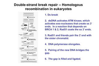 DNA damage and repair systems | PPT