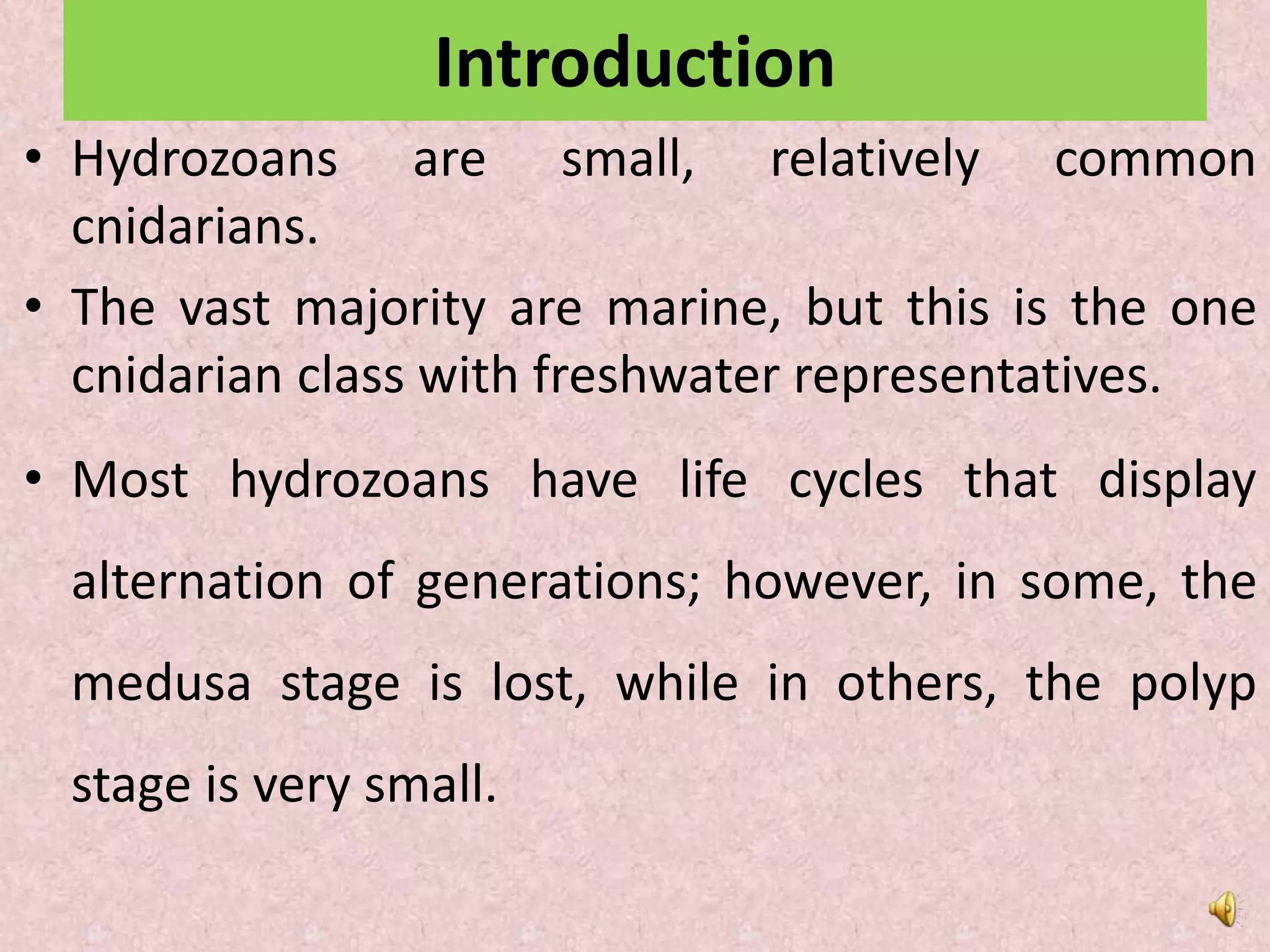 13. class hydrozoa with clear explanation only on slide share free | PPTX