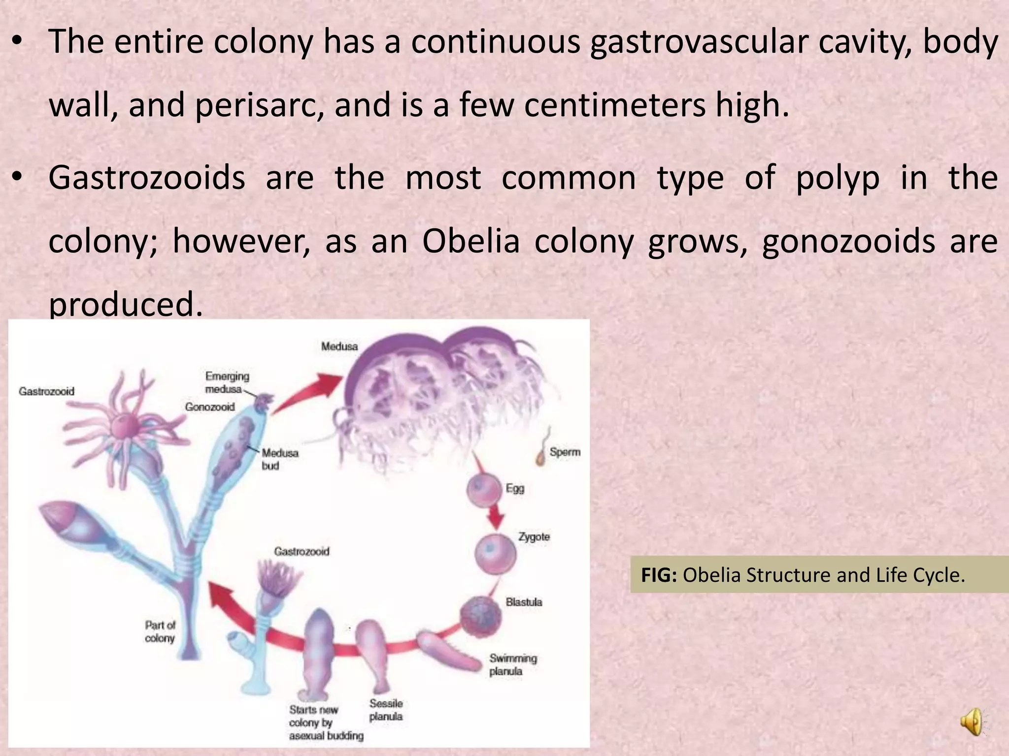 13. class hydrozoa with clear explanation only on slide share free | PPTX