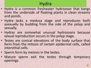 13. class hydrozoa with clear explanation only on slide share free | PPTX