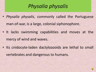 Physalia Slide
