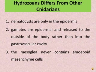 13. class hydrozoa with clear explanation only on slide share free | PPTX