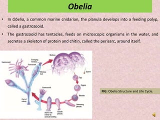 13. class hydrozoa with clear explanation only on slide share free | PPTX