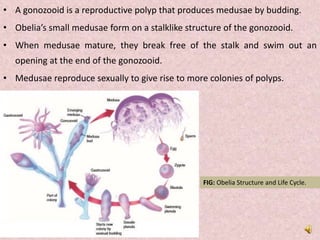 13. class hydrozoa with clear explanation only on slide share free | PPTX