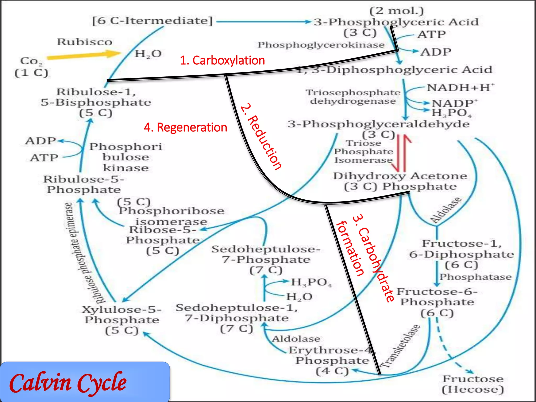 Photosynthesis - dark reaction | PPTX