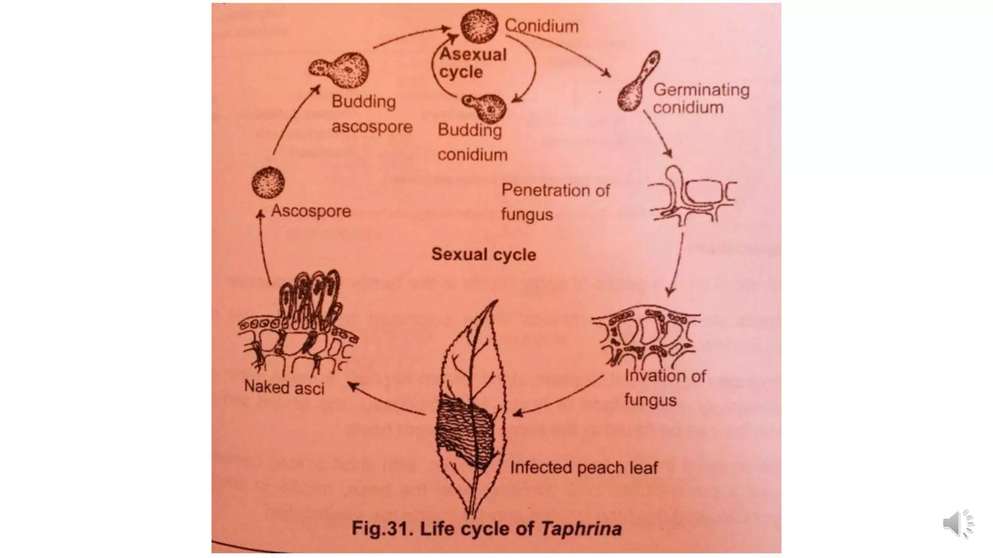 Taphrinomycotina | PDF