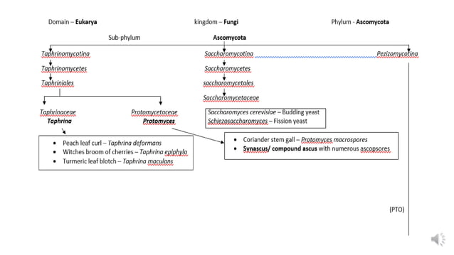 Taphrinomycotina | PDF