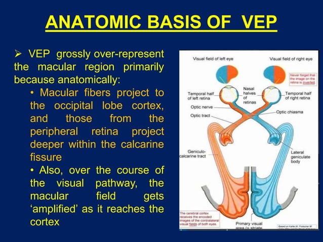 VISUAL EVOKED POTENTIAL | PPT