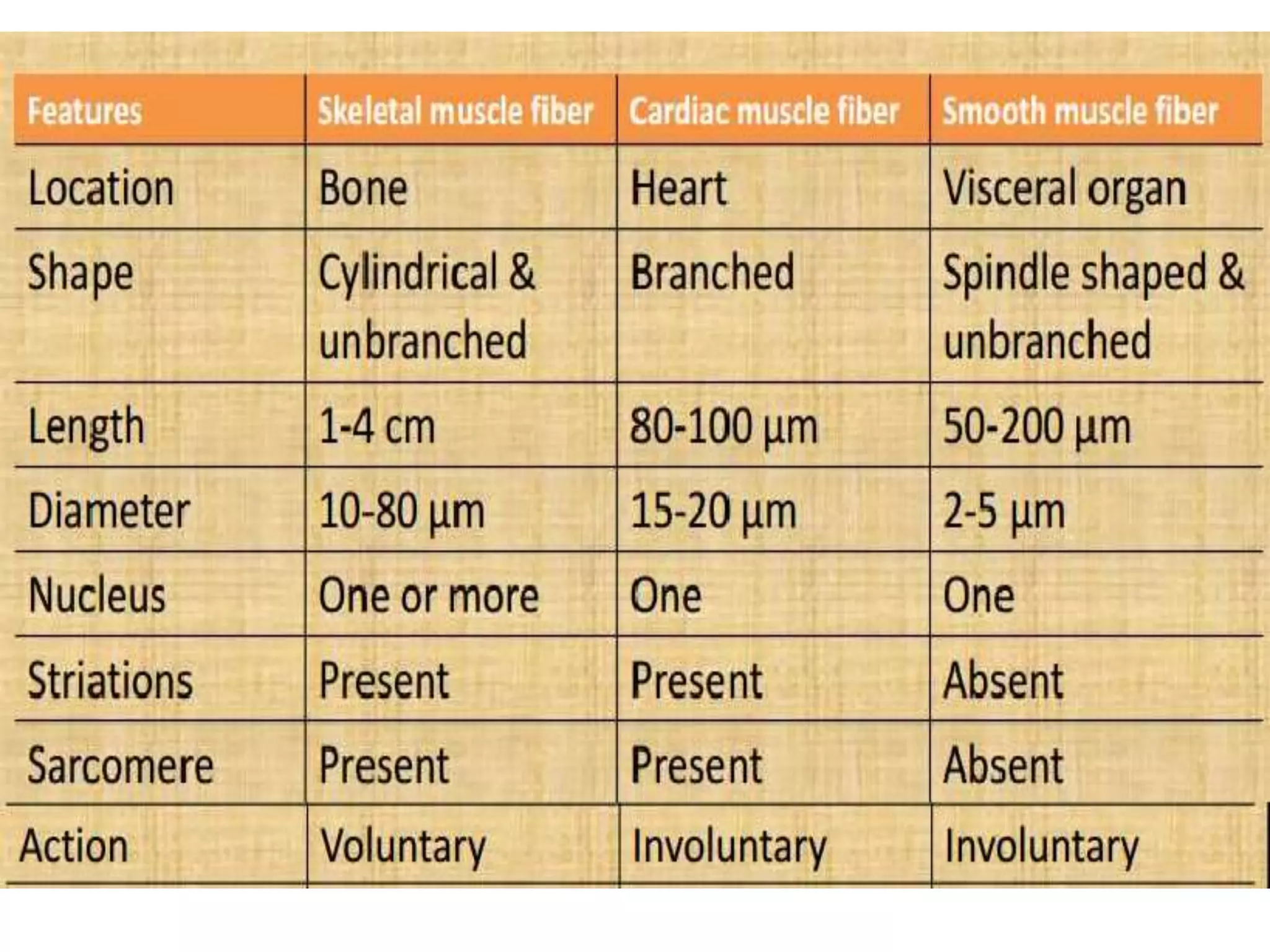 Types and Anatomy of muscles | PPTX