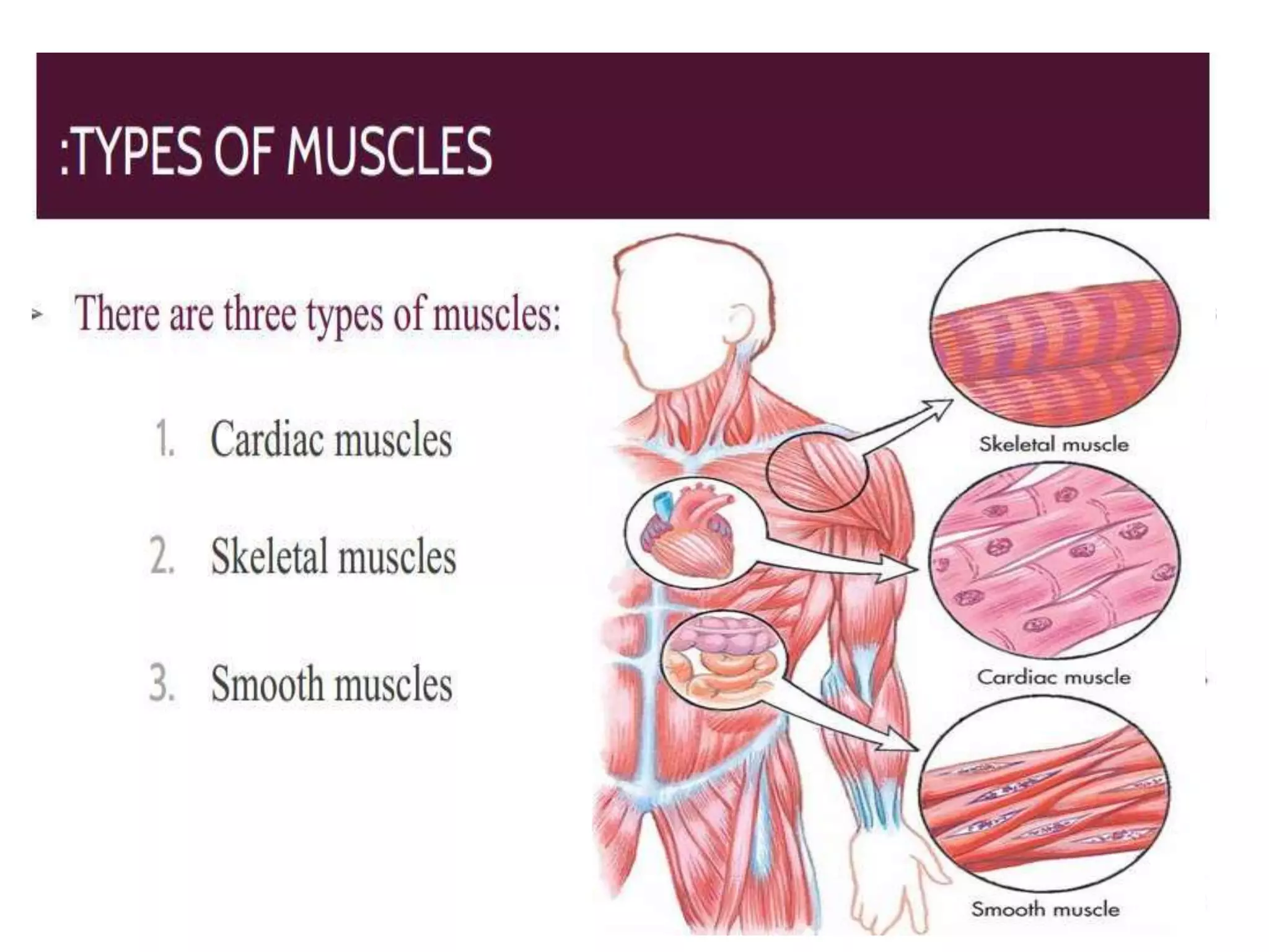 Types and Anatomy of muscles | PPT