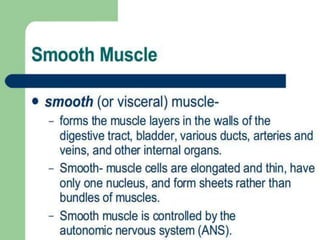 Types and Anatomy of muscles | PPT
