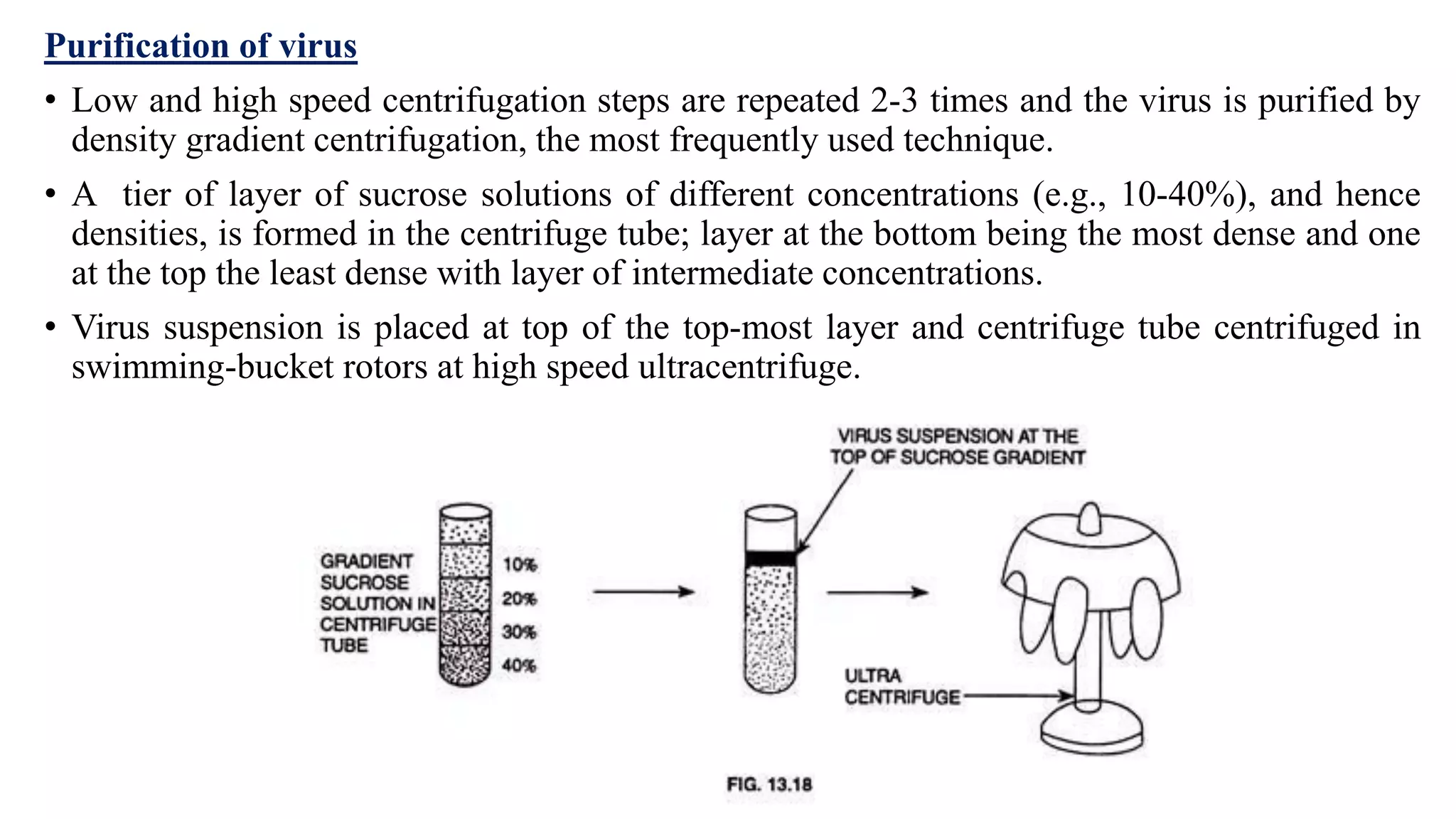 Isolation and purification of plant viruses | PDF