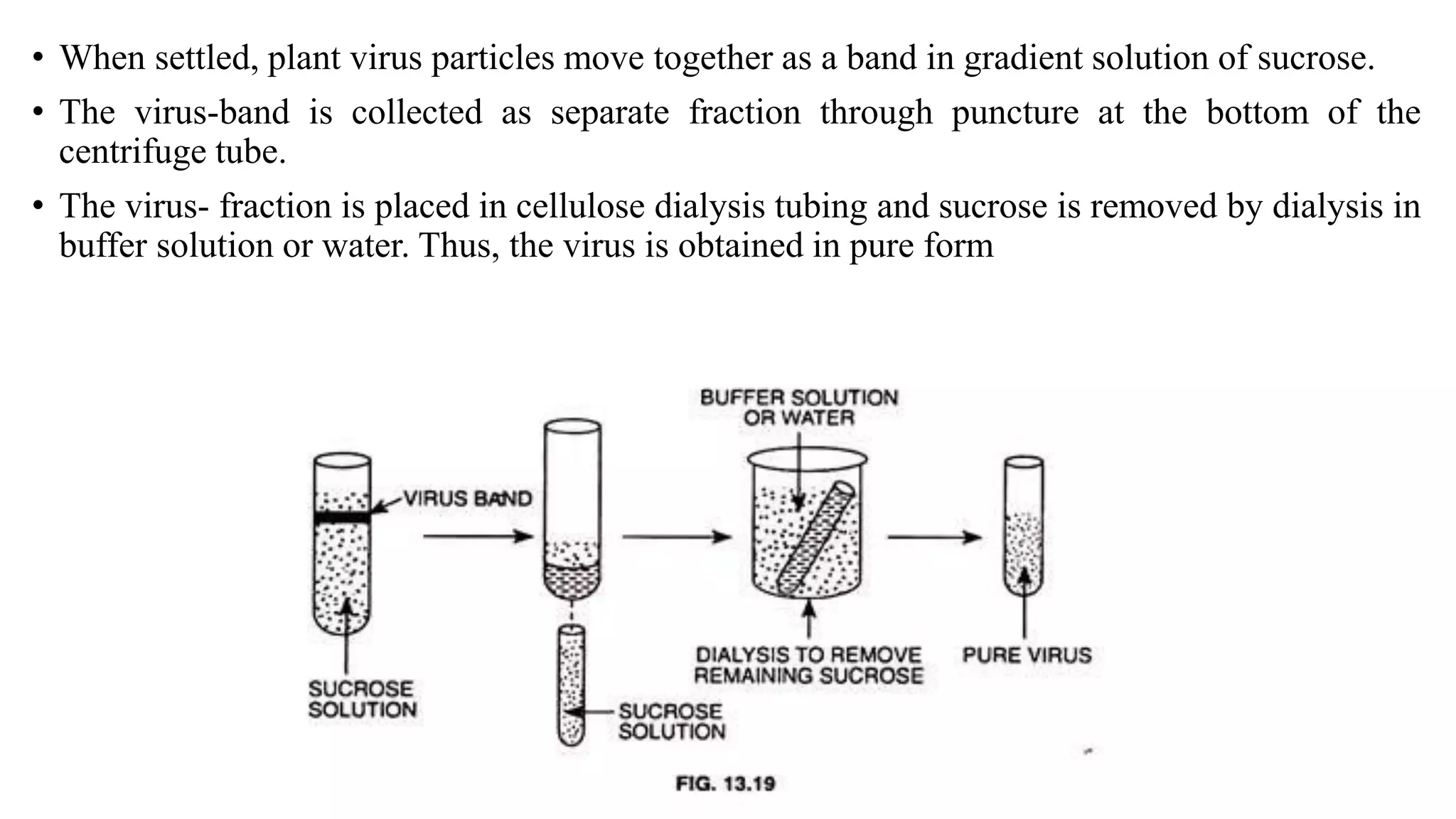 Isolation and purification of plant viruses | PDF