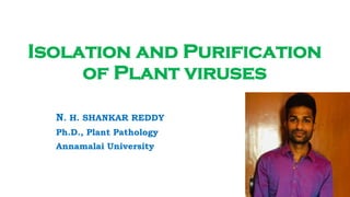 Isolation and purification of plant viruses | PDF