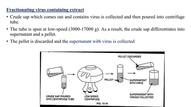 Isolation and purification of plant viruses | PDF