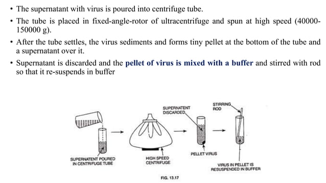 Isolation and purification of plant viruses | PDF