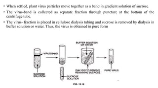 Isolation and purification of plant viruses | PDF