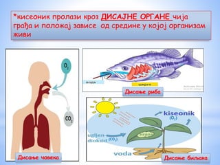 13. disanje | PPTX