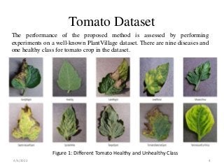 Tomato disease detection using deep learning convolutional neural ...