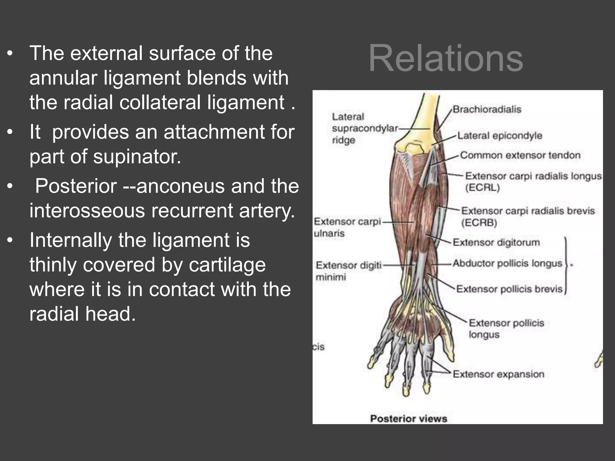 13. radio ulnar joints | PPTX