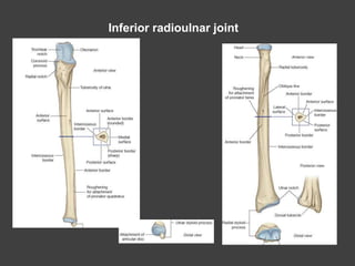 13. radio ulnar joints | PPTX
