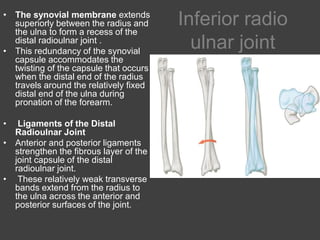 13. radio ulnar joints | PPTX