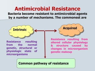 13.Antimicrobial Resistance.pptx