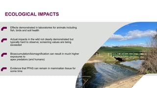 13.13 Nancy Tonkin.pdf