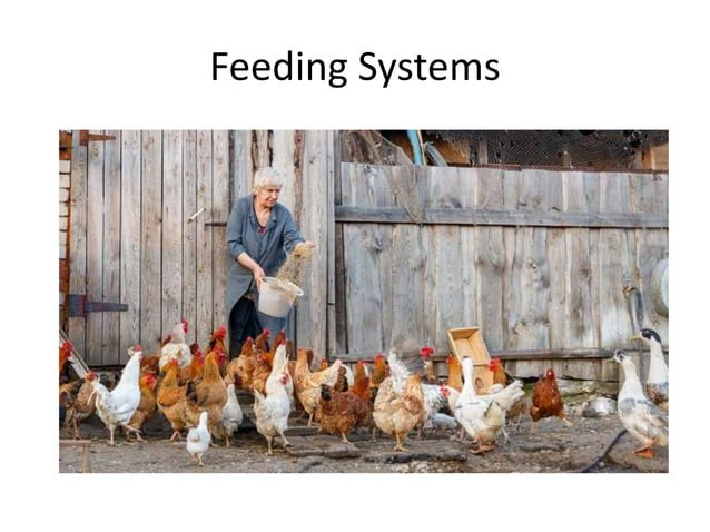 13.Phase feeding and feeding systems.pptx | Birds | Pets