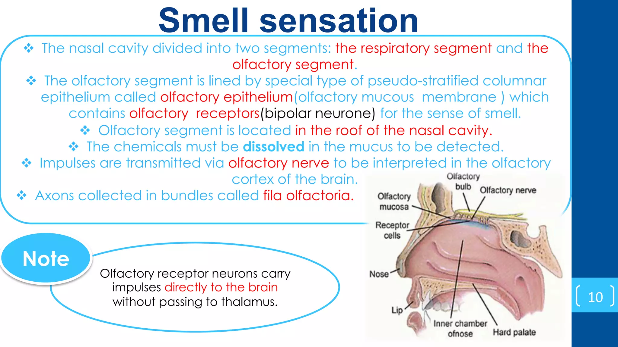 13. Physiology of Taste & Smell.pdf