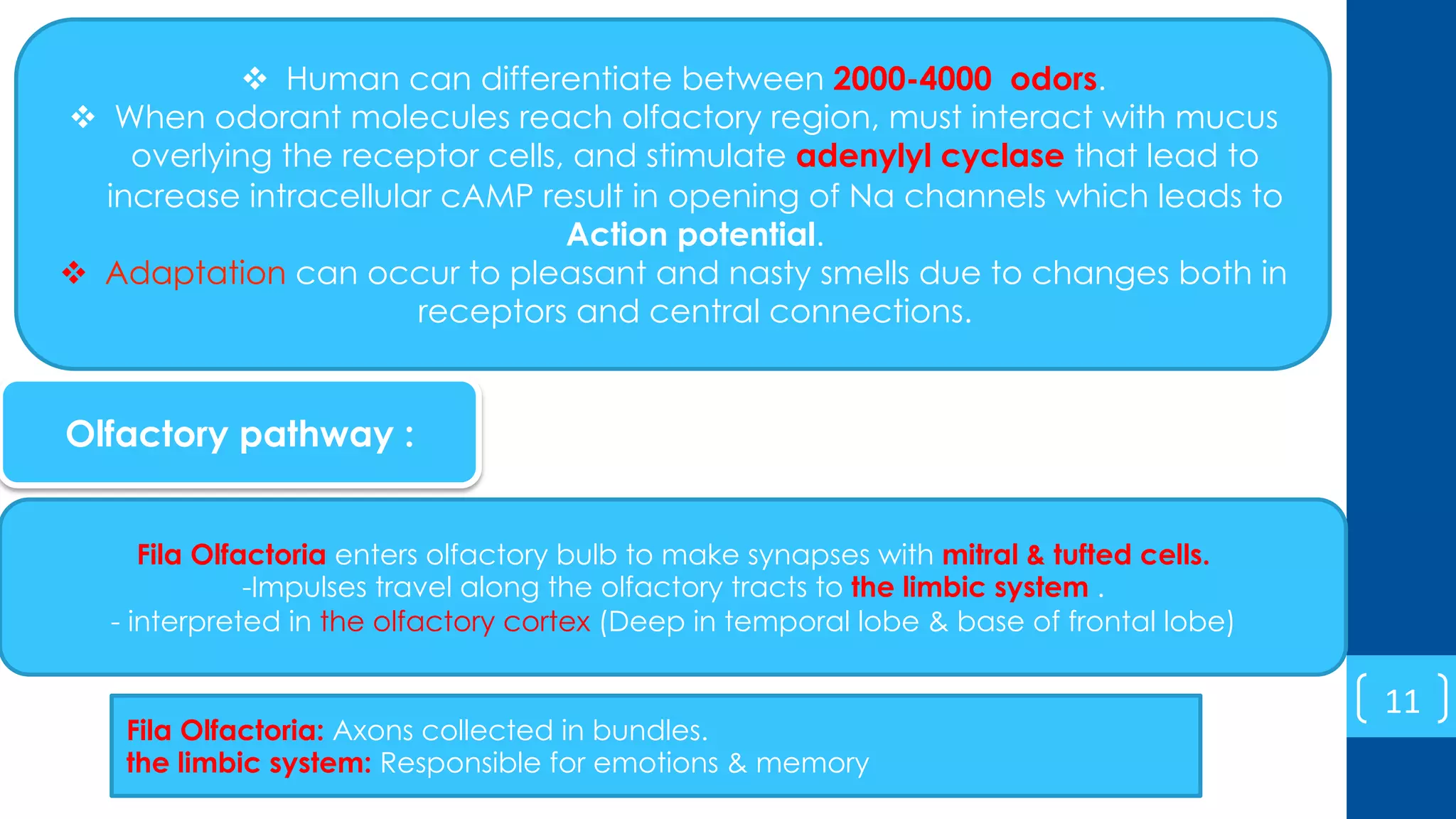 13. Physiology of Taste & Smell.pdf