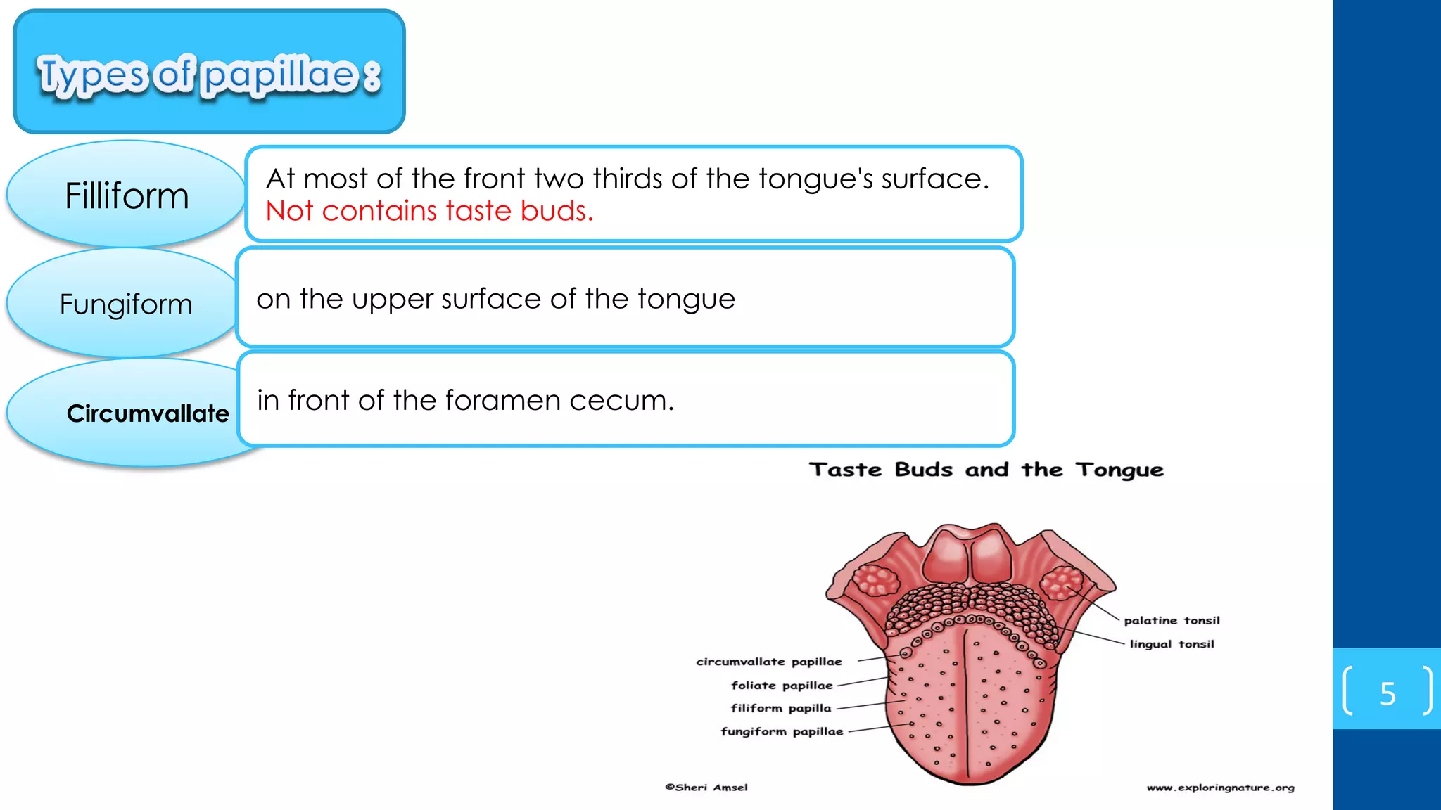 13. Physiology of Taste & Smell.pdf