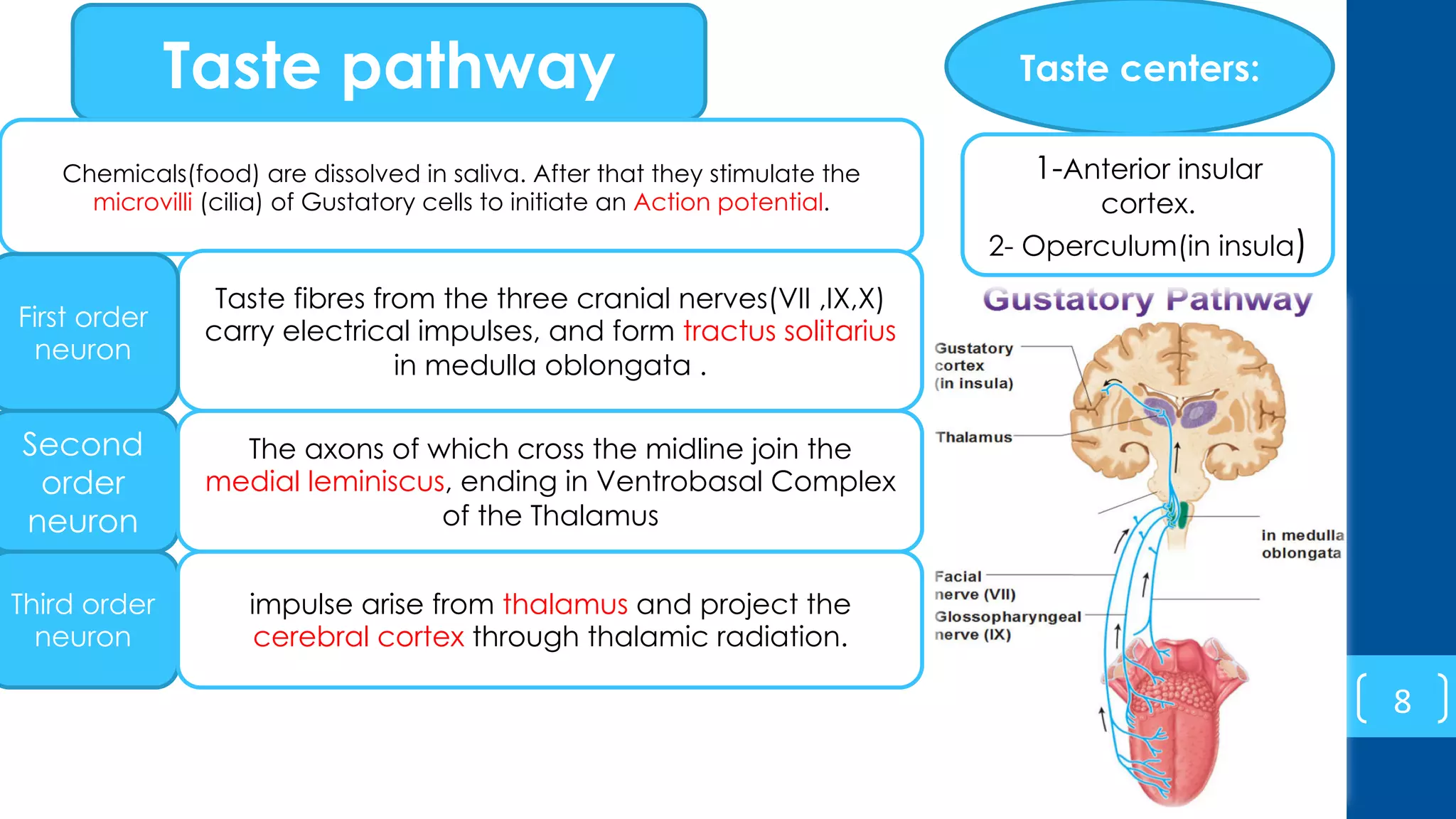 13. Physiology of Taste & Smell.pdf