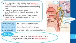 13. Physiology of Taste & Smell.pdf
