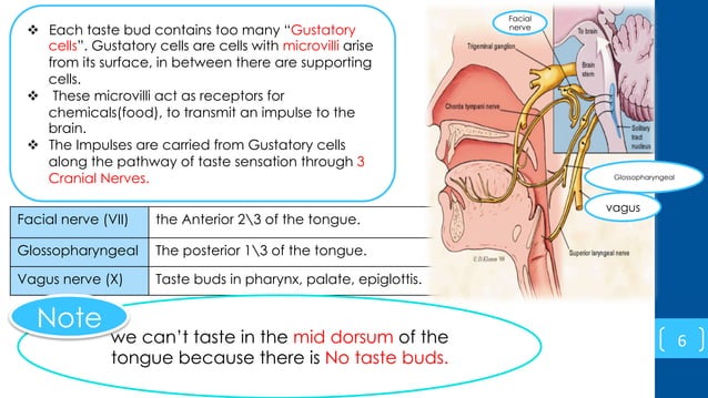 13. Physiology of Taste & Smell.pdf