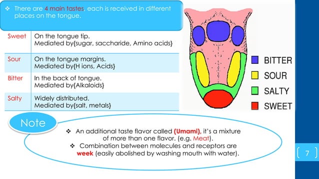 13. Physiology of Taste & Smell.pdf