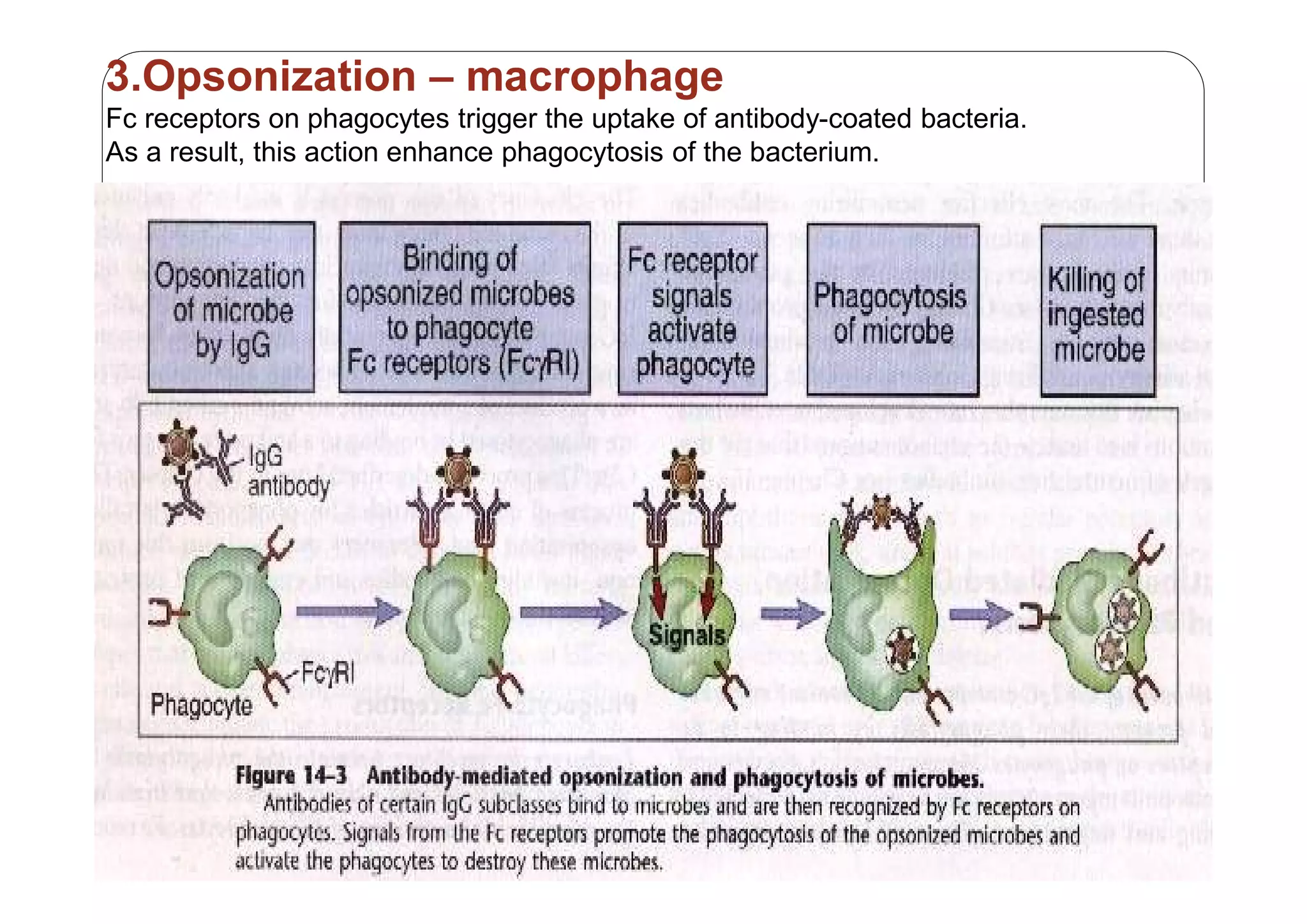 Humoral Immunity | PPT