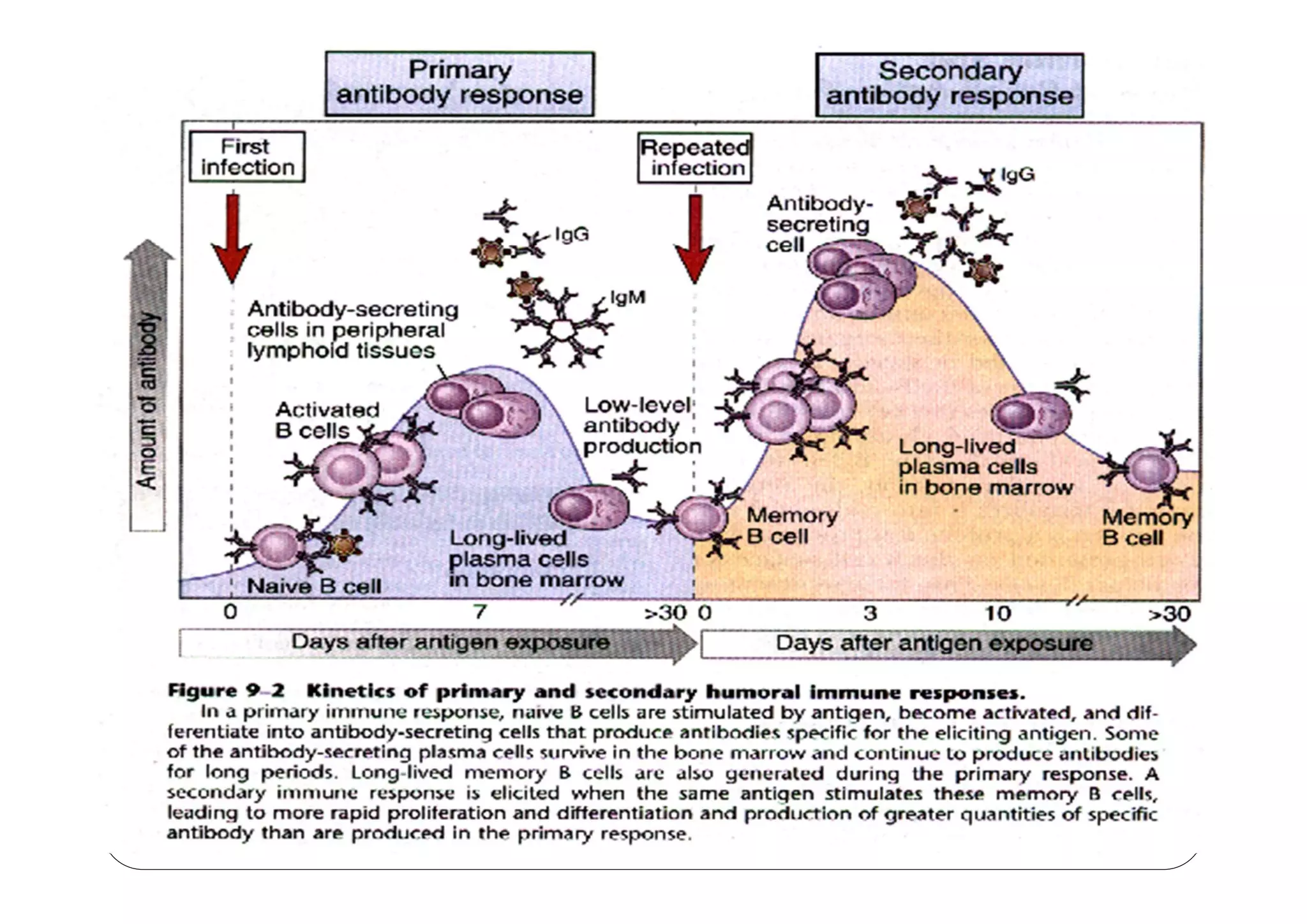 Humoral Immunity | PPT