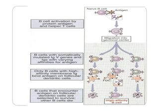 Humoral Immunity | PDF