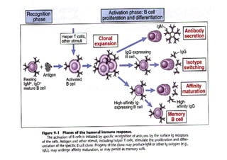 Humoral Immunity | PDF