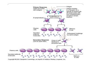 Humoral Immunity | PDF