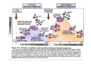 Humoral Immunity | PPT