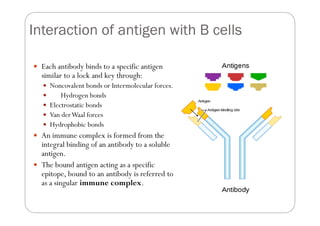 Humoral Immunity | PPT