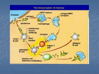 Immune Response.pptx