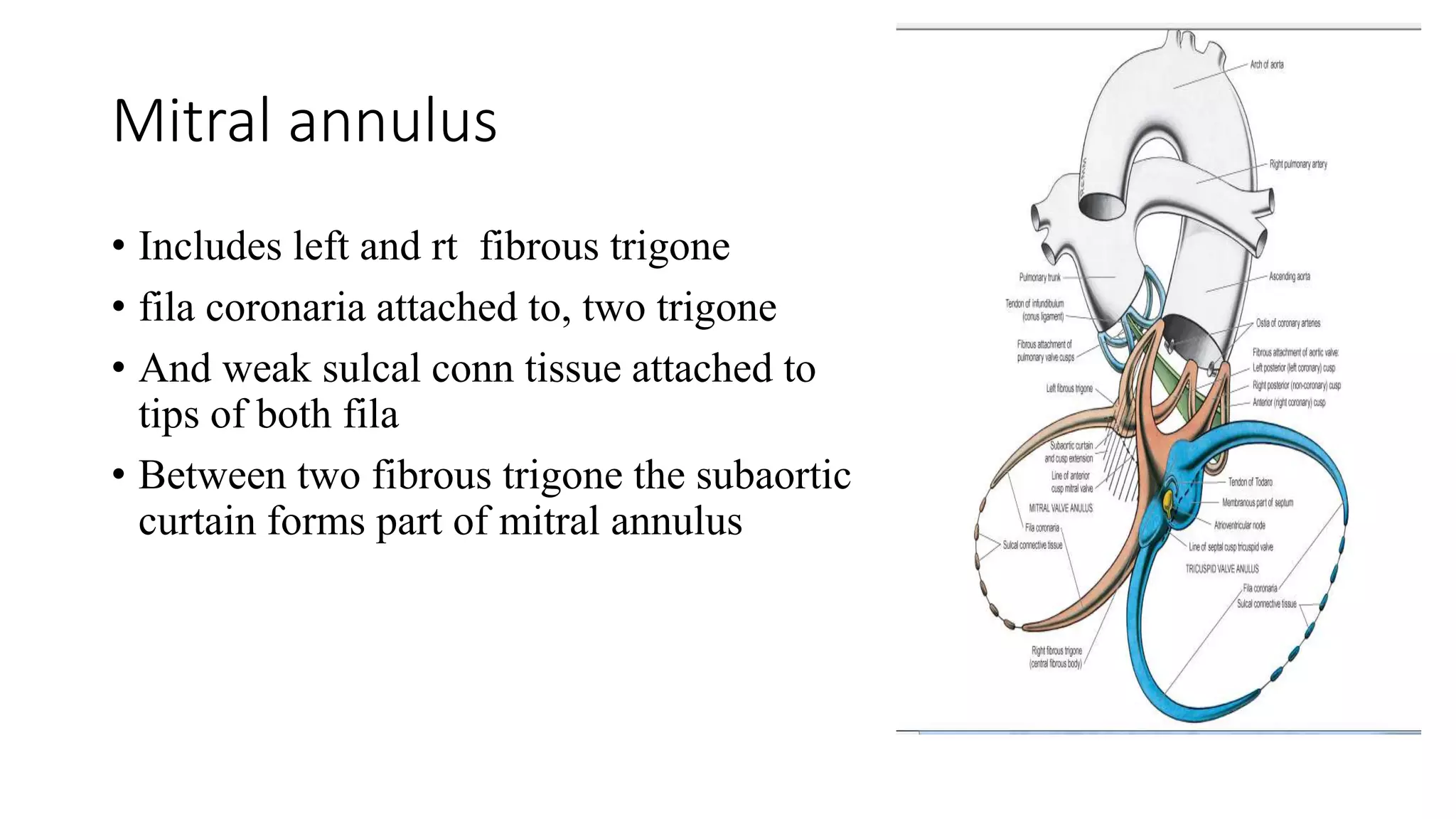 13.conducting system and fibroskeleton of heart.pptx