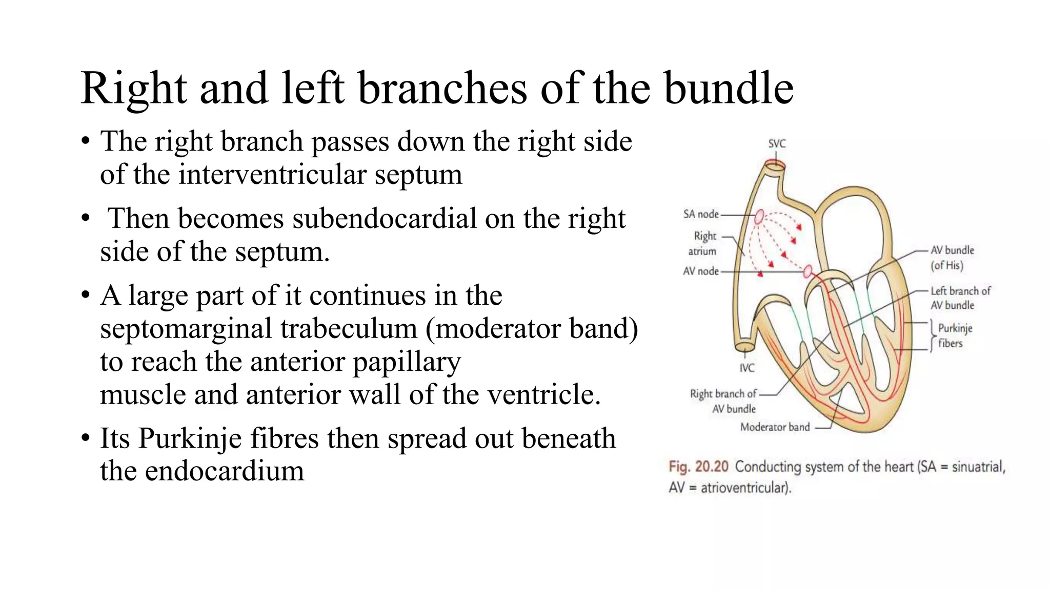 13.conducting system and fibroskeleton of heart.pptx