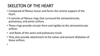 13.conducting system and fibroskeleton of heart.pptx